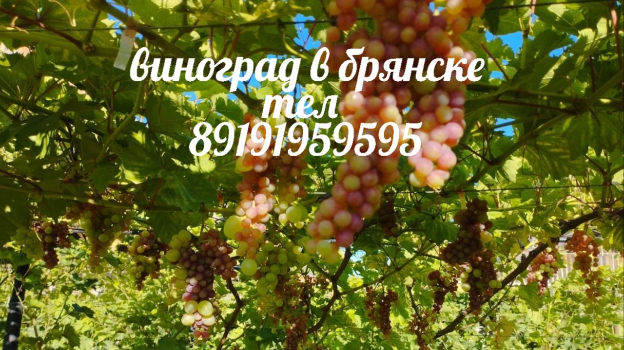 31 августа виноград Красава в Брянске