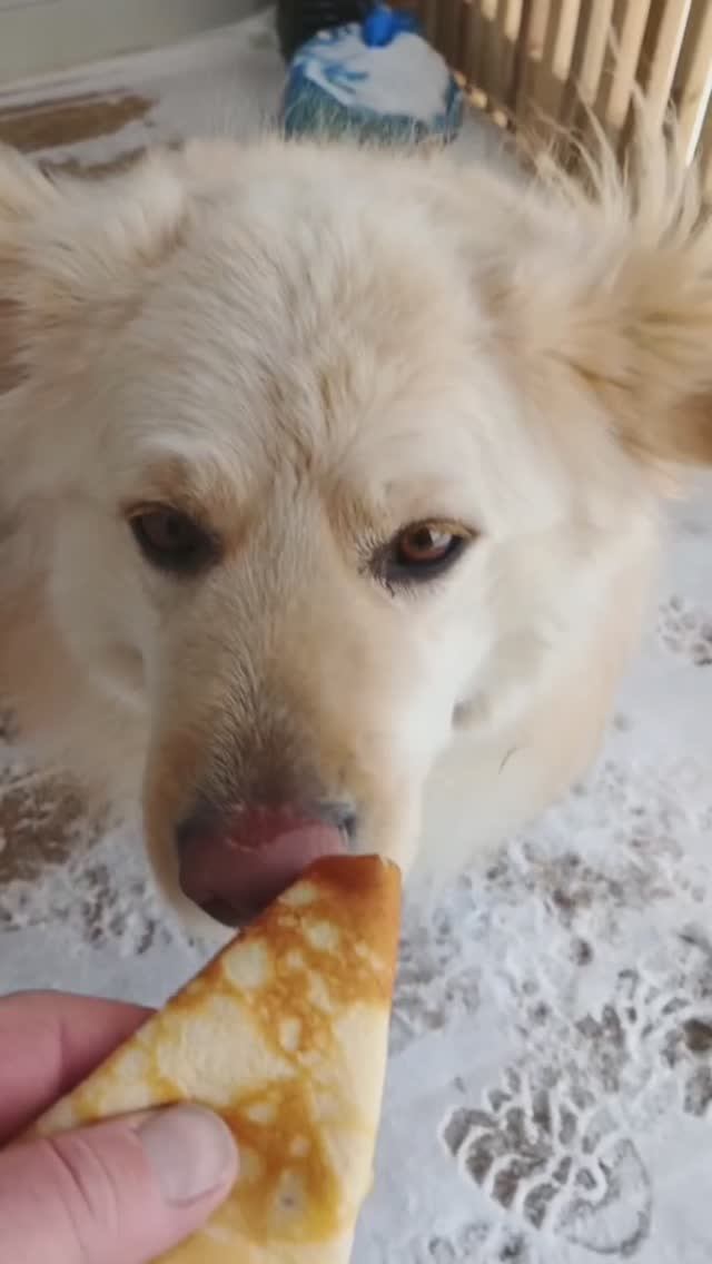 С Масленицей! Ричик ест блины