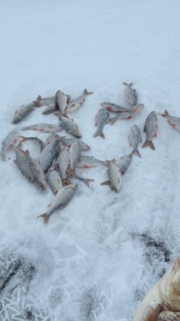 Сестрорецк!🎣