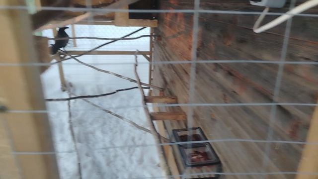 Ворон Гриша 21 февраля, вечерняя кормежка