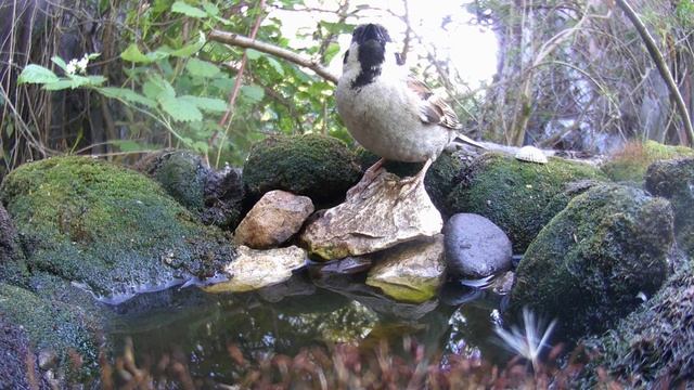Как привлечь птиц в сад! ФОТОЛОВУШКА в саду