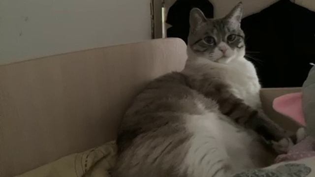 Моего кота зовут Кубертен