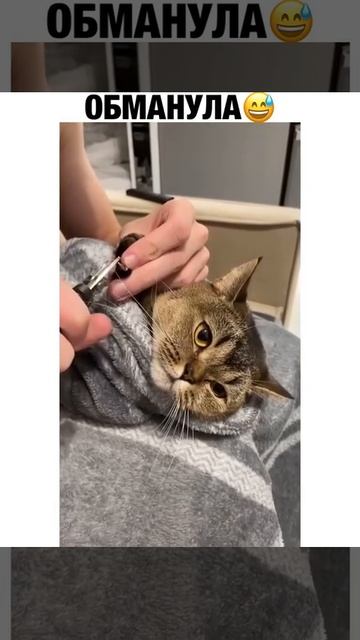 Соскамили кота 🤣🤣🤣