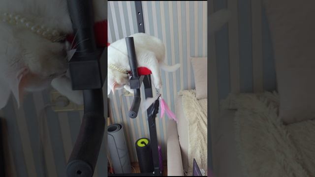 Милка играет из домика и на своём наблюдательном посту