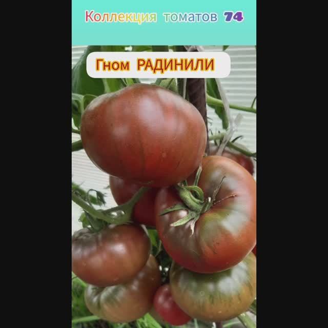 ГНОМ РАДИНИЛИ