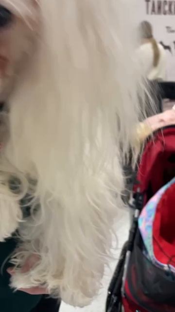 Первый раз на выставке девочки Grace и Deniz