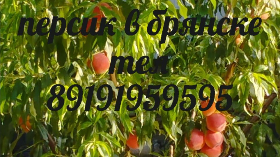 персик Онтарио в Брянске