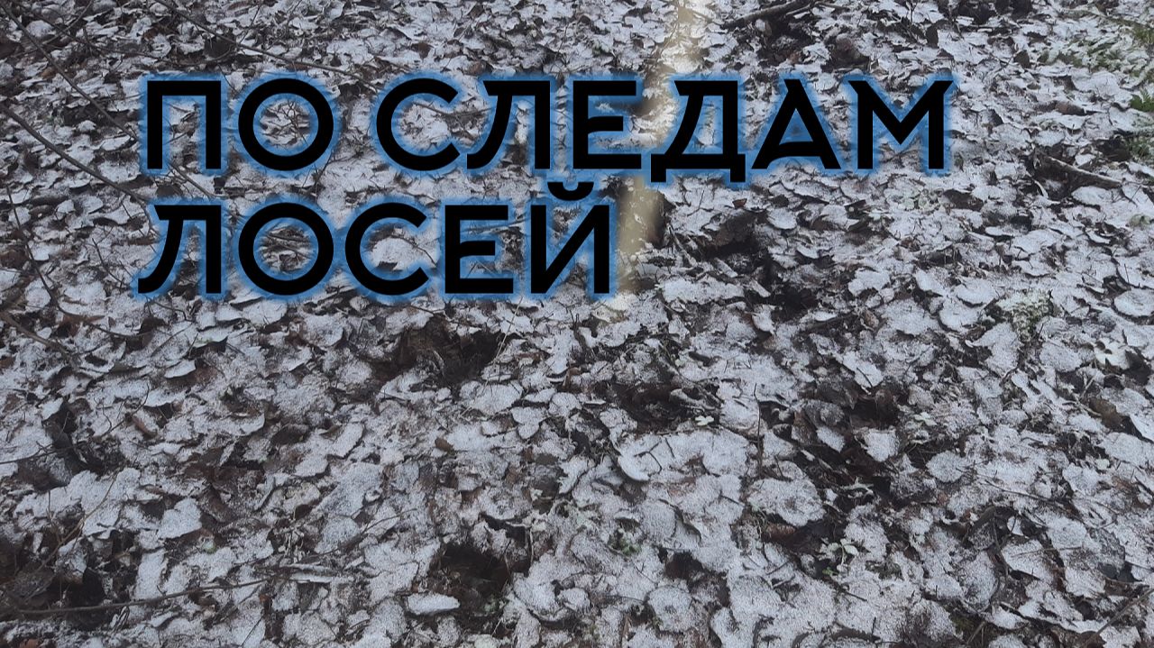 РКЦПЗ МЗ УР, заброшки, ГРАФФИТИ, белка, ДЯТЕЛ, чо по чаге? ЛОСИНЫЕ СЛЕДЫ, грибы, ПОЛЯНКИ ПОД КОСТЁР