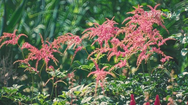 Природа. Астильба Тунберга