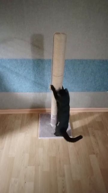 Артист недорого берет: три рубля за каждый "взлет" 🐈🙂