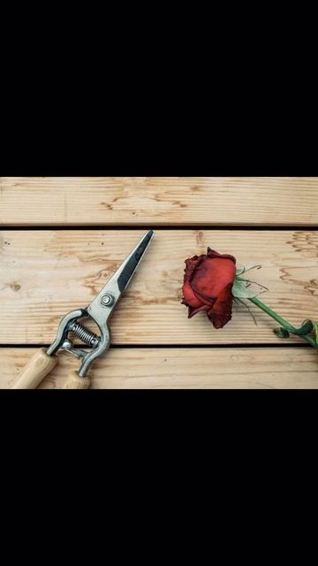 Чем нельзя резать розы?