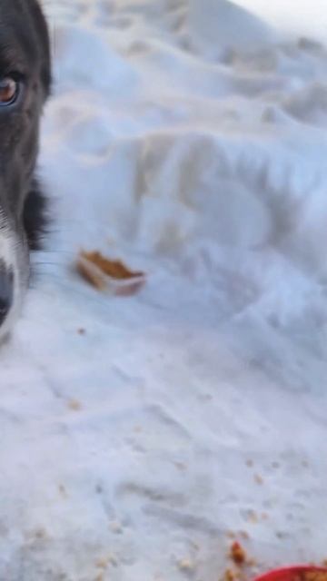 Помогите бездомным собакам