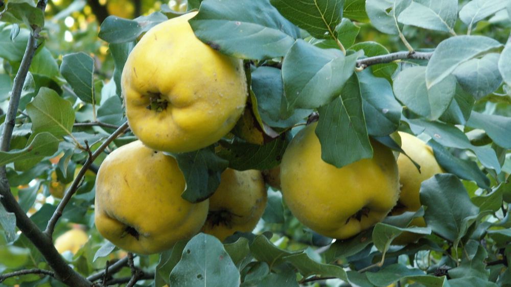 Вино из плодов Айвы -2 часть