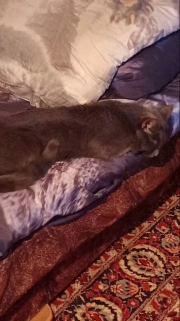 Кот Атос любит хорошо поспать! #shorts #котатос #животные #коты #кошачийсон