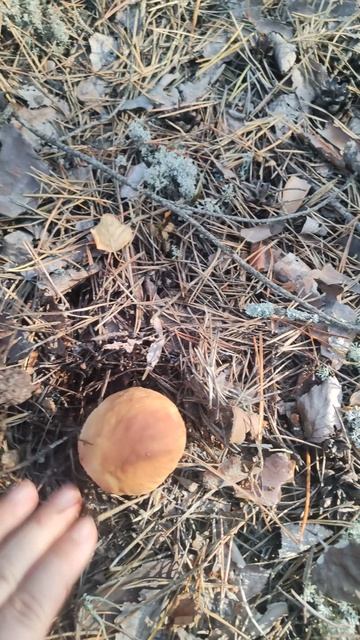 Мой первый белый гриб!