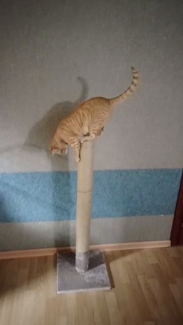 Котик из " дворовых циркачей": стал домашним. Был- ничей.🤔