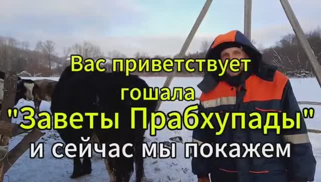 Кормление коров в гошале Заветы Прабхупады