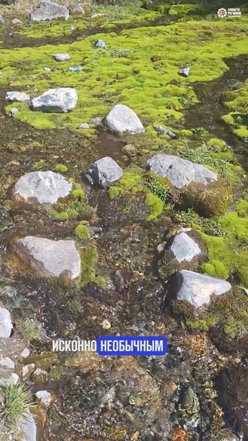 «ЭНЕРГИИ РАСЦВЕТА» - Образец воды, превратившийся в достойный КФС