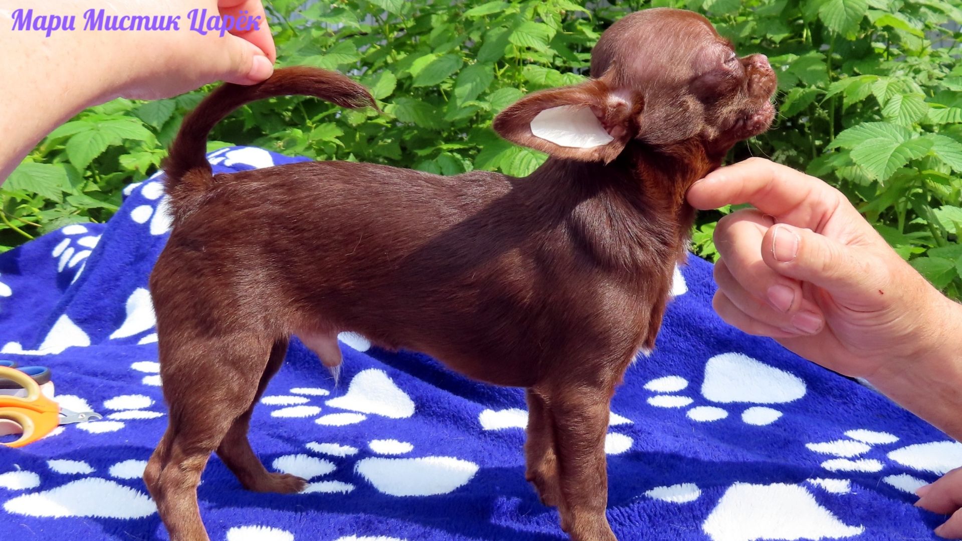 Царёк ждёт Вас #как_выбрать_здорового_щенка_чихуахуа ? #купить_чихуахуа_продаю +79215950848