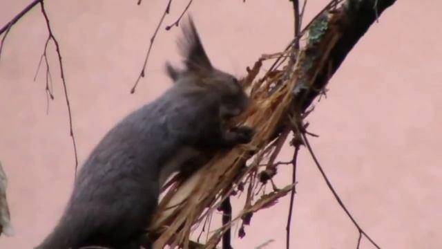 Белка белочка адская пришла Приколы с животными