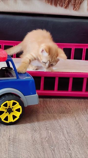 Котенок толкает самосвал.