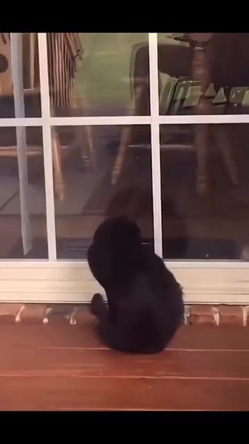 😻 Лучшие моменты с котиками! #cat #cats