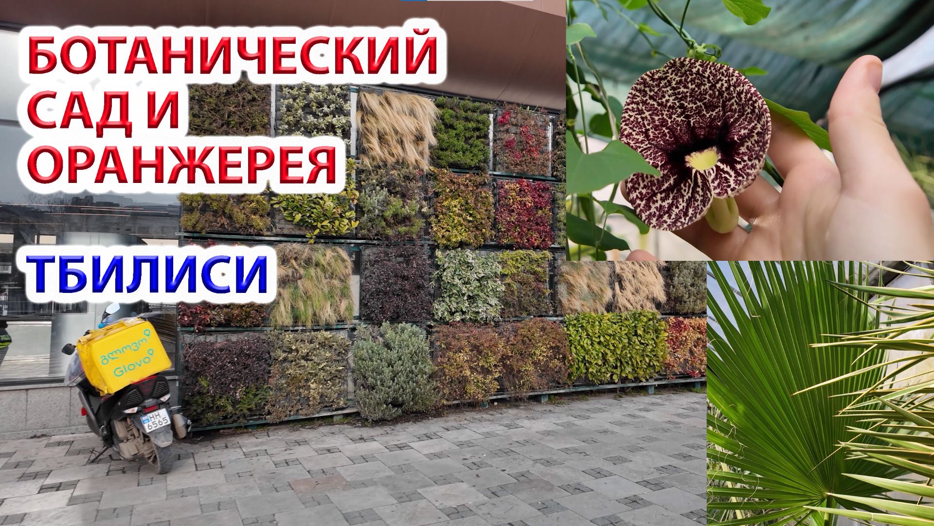 Ботанический сад, оранжерея Тбилиси
