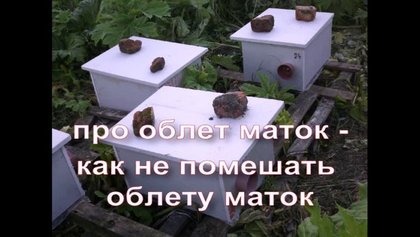 облет пчелиной матки на пасеке пчеловода - как не помешать облету матки ( видео из архива )