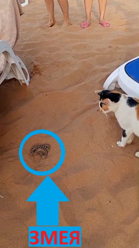 Змея на пляже