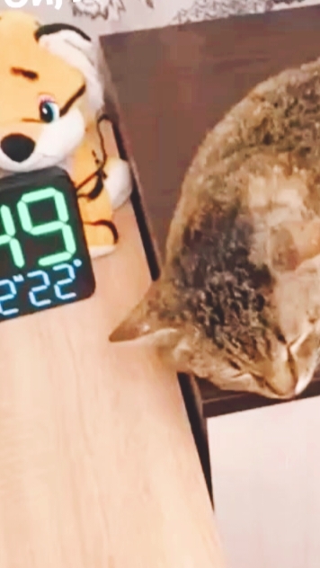 Не нехочу работать!🙀😻 Юмор с животными. 23-02-2026