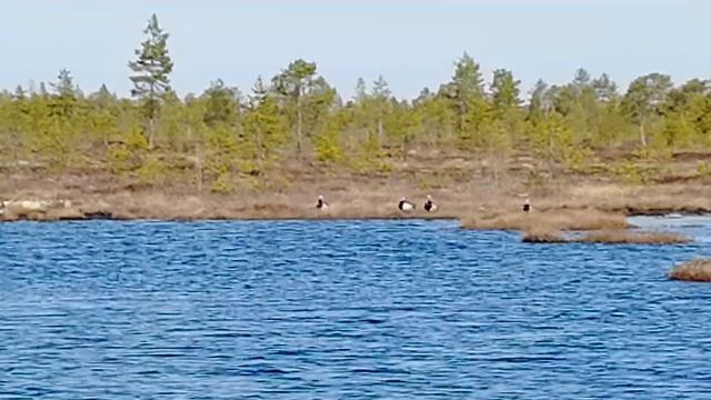 Казарки около скрадка.