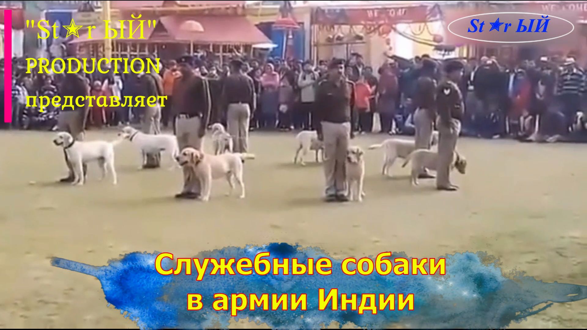 Служебные собаки в армии Индии демонстрируют чудеса дрессировки