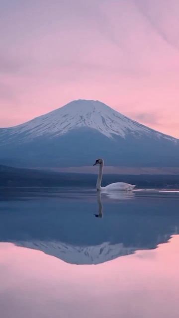 Белый лебедь на фоне горы Фудзи