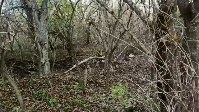 8,9 ноября 2023г.Мой дом.Расчистила почти все завалы на участке)