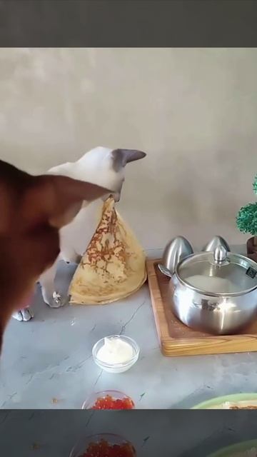 С Масленицей!