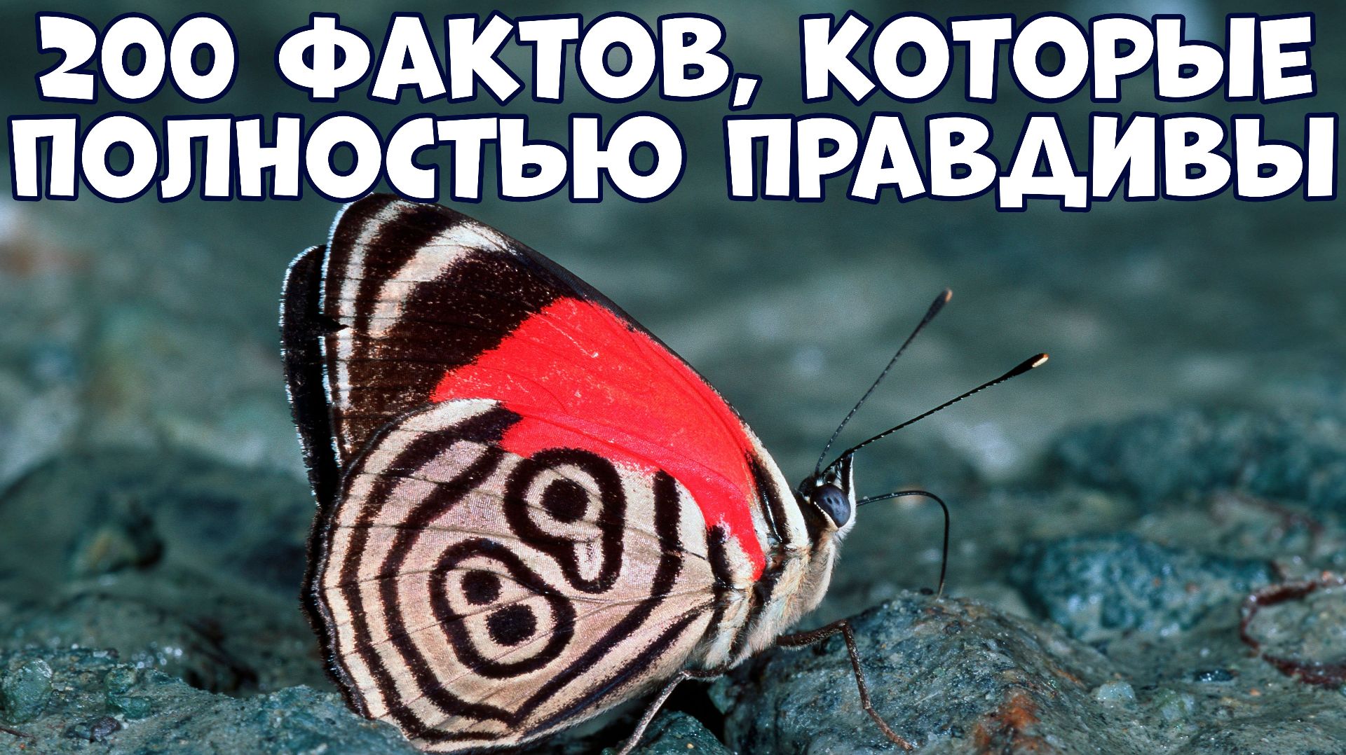 200 ИНТЕРЕСНЫХ ФАКТОВ, КОТОРЫЕ ПОЛНОСТЬЮ ПРАВДИВЫ