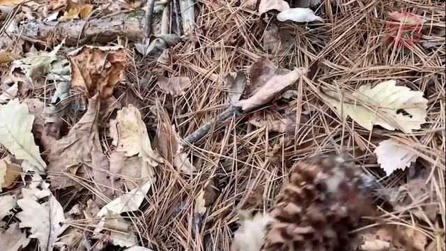 «По Уссурийскому краю». Таёжный богатырь — кедр.