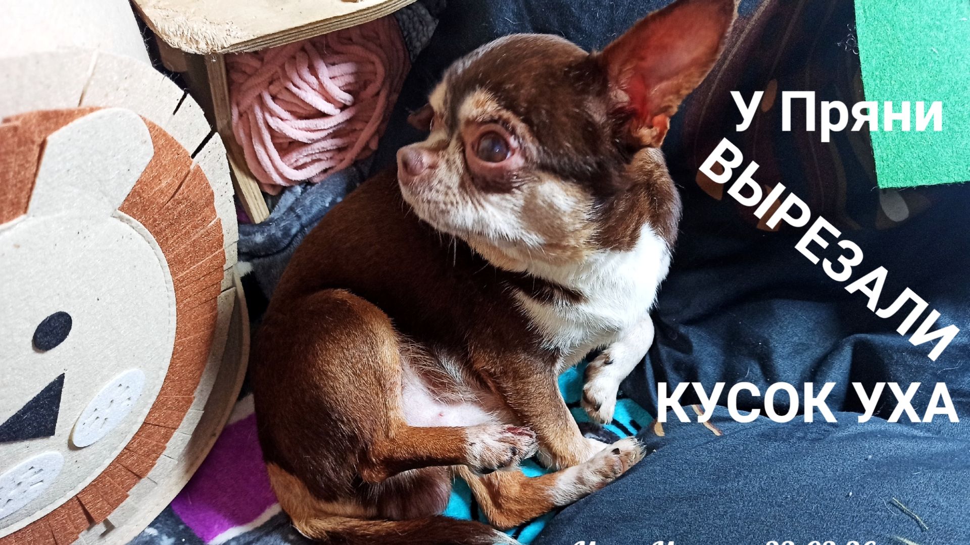 У Пряни #отогематома 22.02.26 состояние ПОСЛЕ #операции #чихуахуа