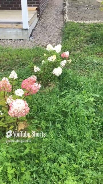 Ленобласть. Хвойное. 22.08.2024. Цветы на даче. Цветущая гортензия с бело-пурпурными  цветами