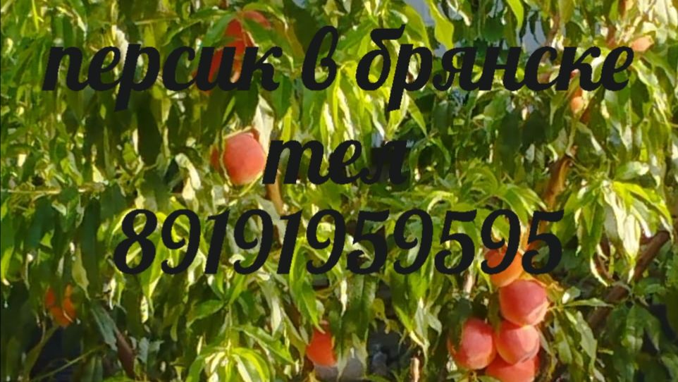 16 августа обзор персика и винограда в Брянске