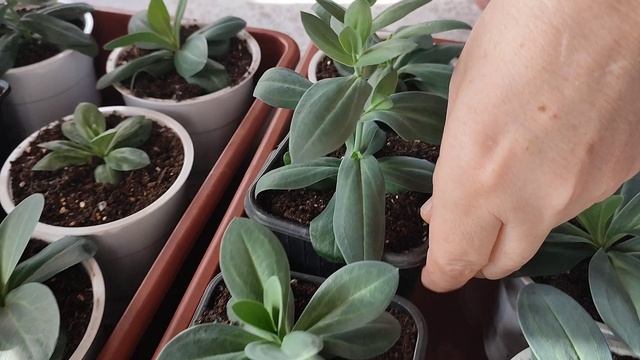 Животный, птичий и растительный мир нашего дома. Дневник за 22 февраля