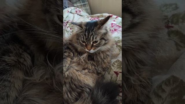 кот вылизывается 11 минут