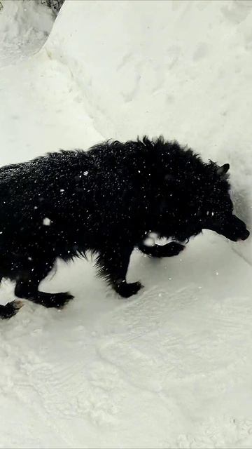 Мои Собачки