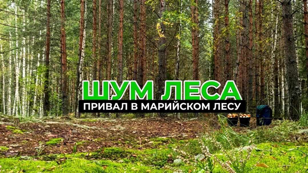 1 час релакса и медитации 🌳 Шум леса. Привал в Марийском лесу 🍃 Звуки природы #outhome