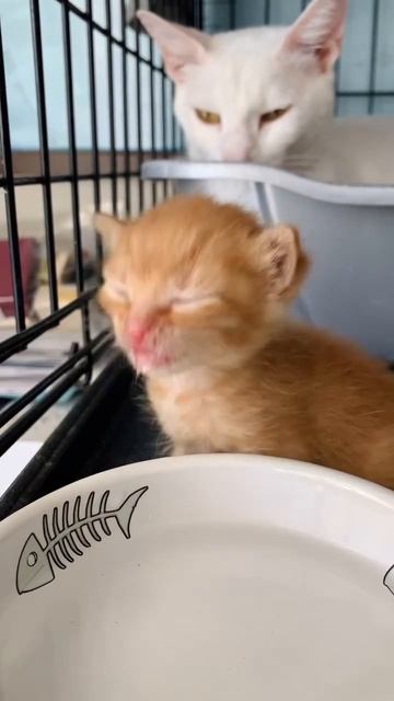 Я в детстве, когда в кружке вместо воды попалась не вода