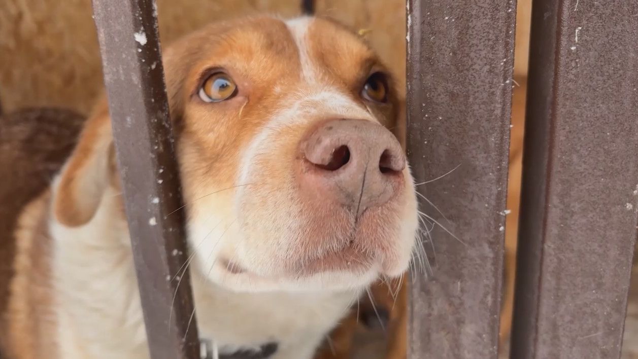 Их верность не знает границ: место, где лечат не только лапы, но и души