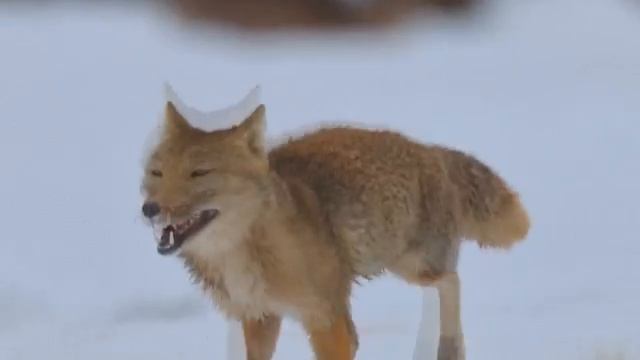 В_китайской_провинции_Цинхай_засняли_«улыбающуюся»_лисицу