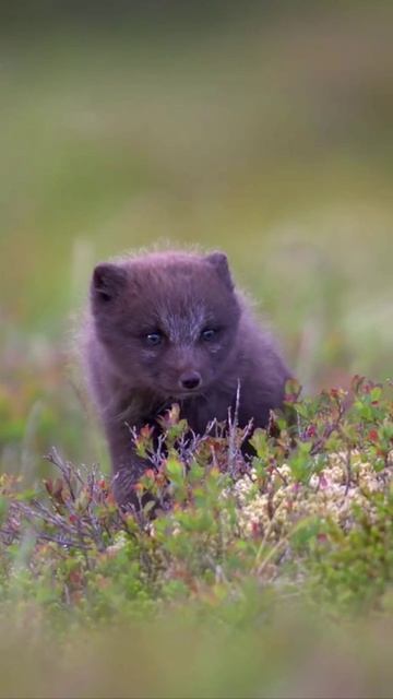 Щенки песца очень любопытны. Этим часто пользуются полярники и фотографы