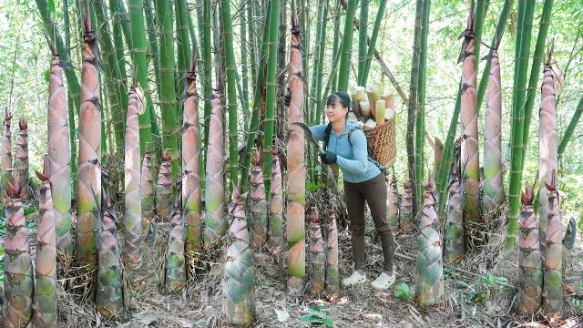 Собираю побеги бамбука, и везу на трехколесном грузовике продавать. Фуонг. Вьетнам
