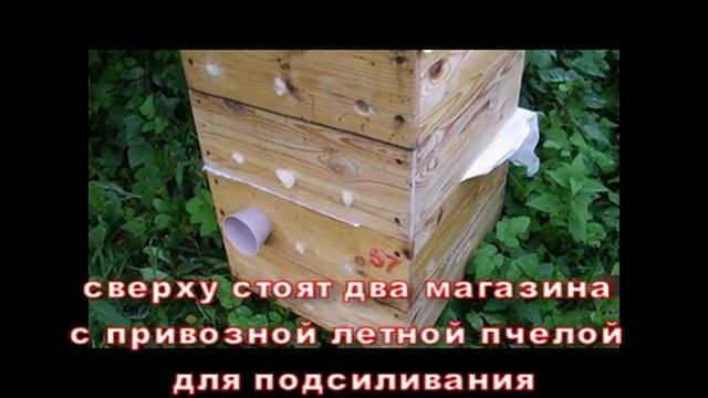 когда лучше делать отводки пчел - до главного взятка или после ( видео из архива )